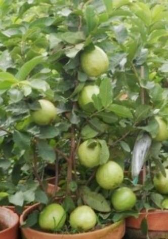 Guapple (Apple Guava) – Lunti Plant Nursery