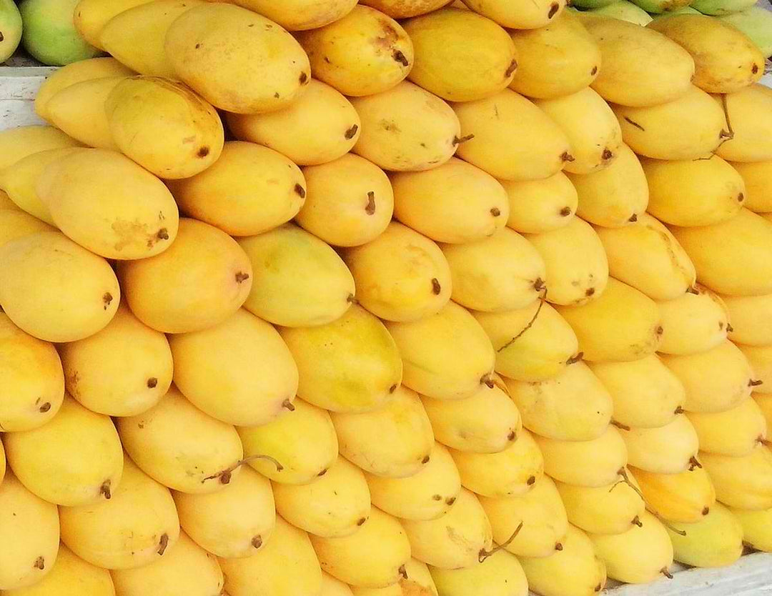 Carabao Mango – Lunti Plant Nursery