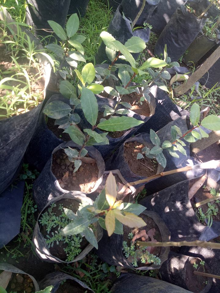 Laurel Bay Leaf Seedling – Lunti Plant Nursery