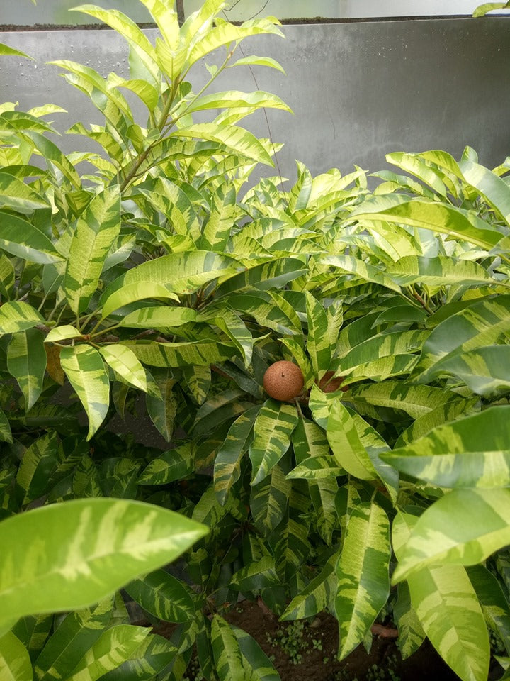 Variegated Chico – Lunti Plant Nursery