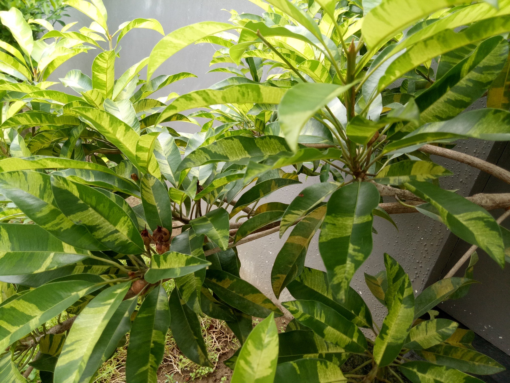 Variegated Chico – Lunti Plant Nursery