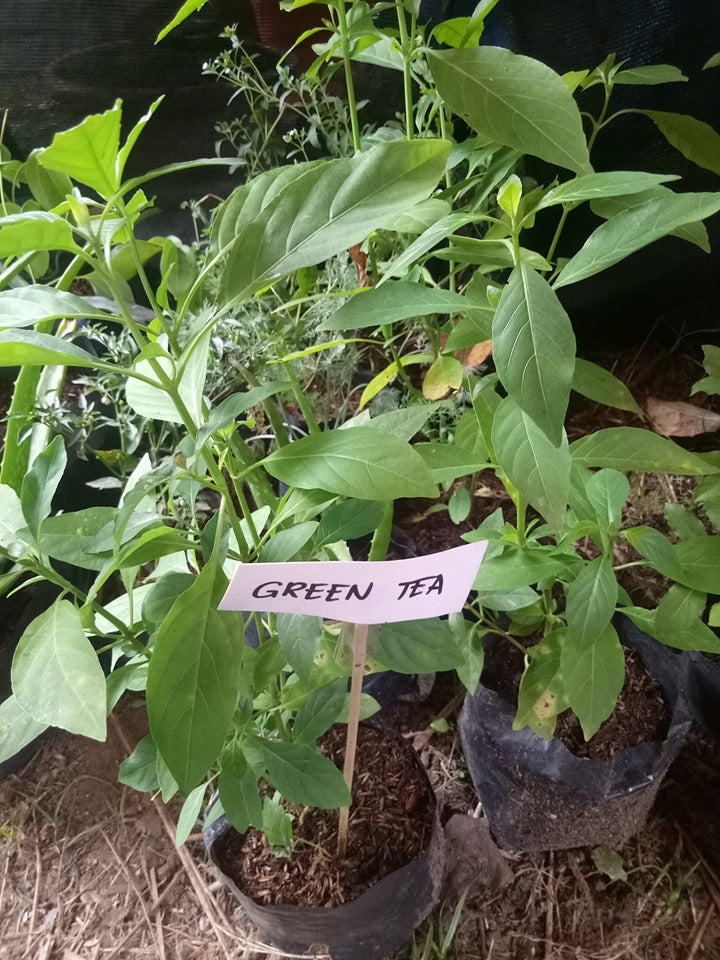 Snake Jasmine Green Tea Seedling – Lunti Plant Nursery