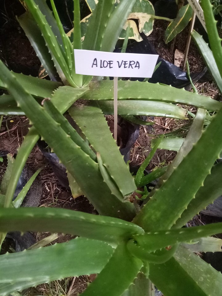 Aloe Vera Seedling – Lunti Plant Nursery