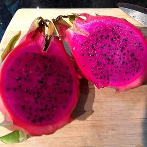Dragon Fruit Cuttings (Magenta Flesh) – Lunti Plant Nursery