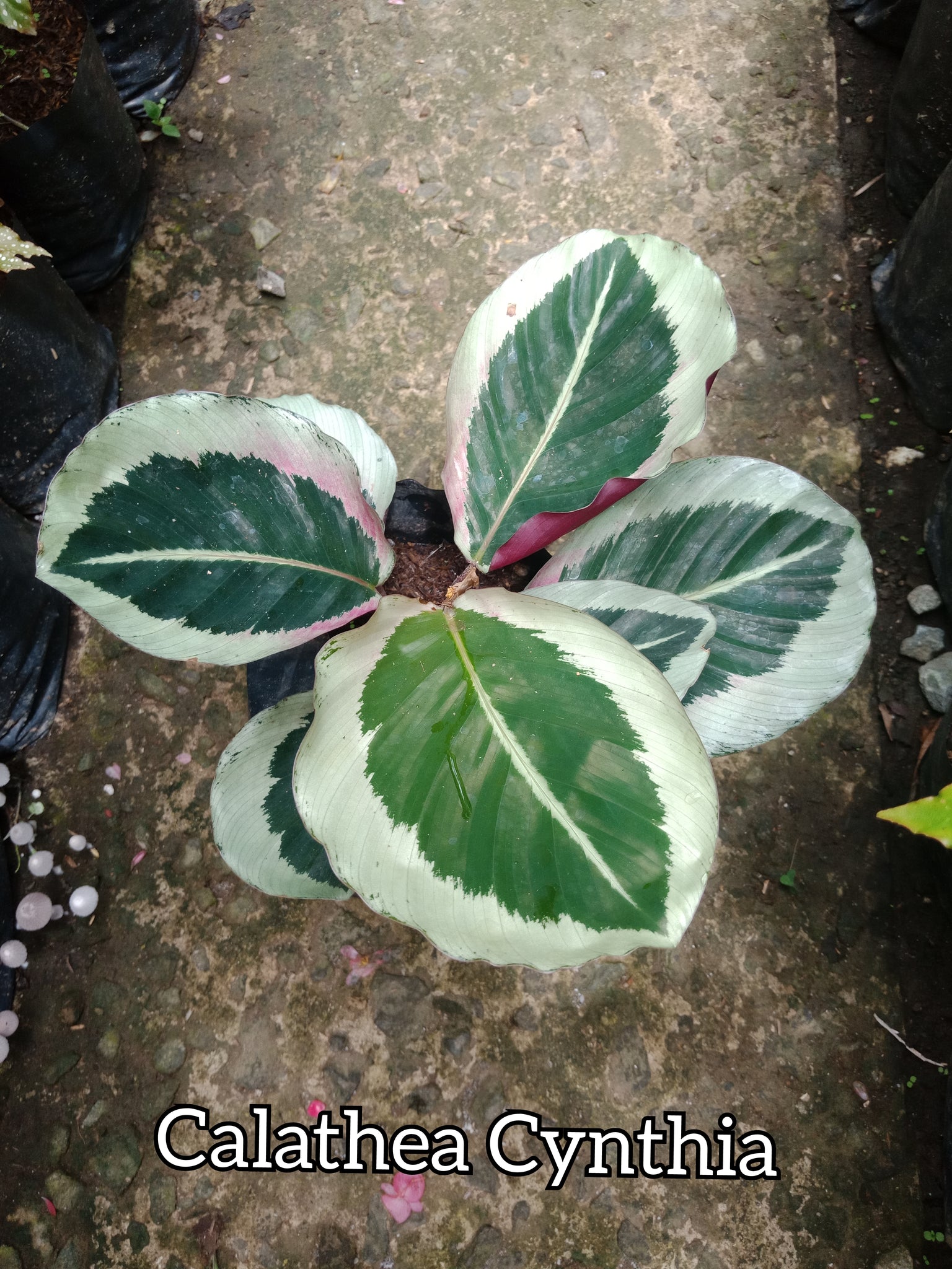 Calathea Cynthia – Lunti Plant Nursery