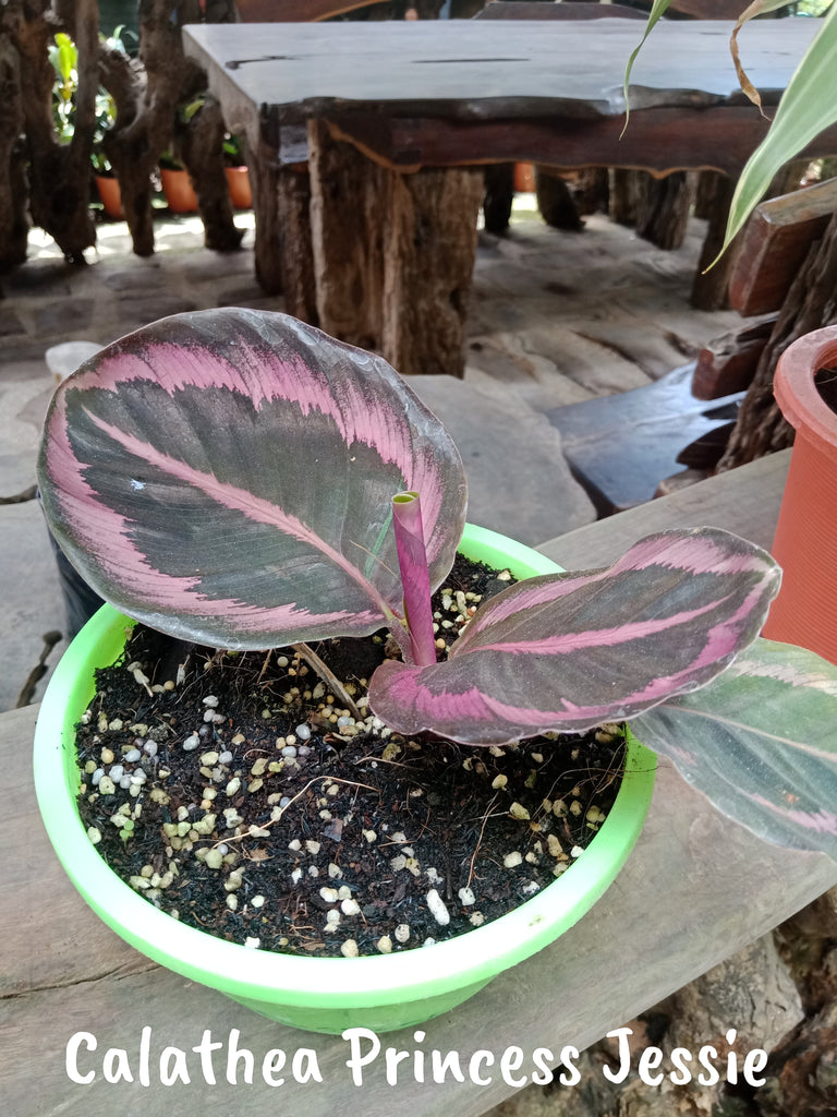 Calathea Princess Jessie – Lunti Plant Nursery