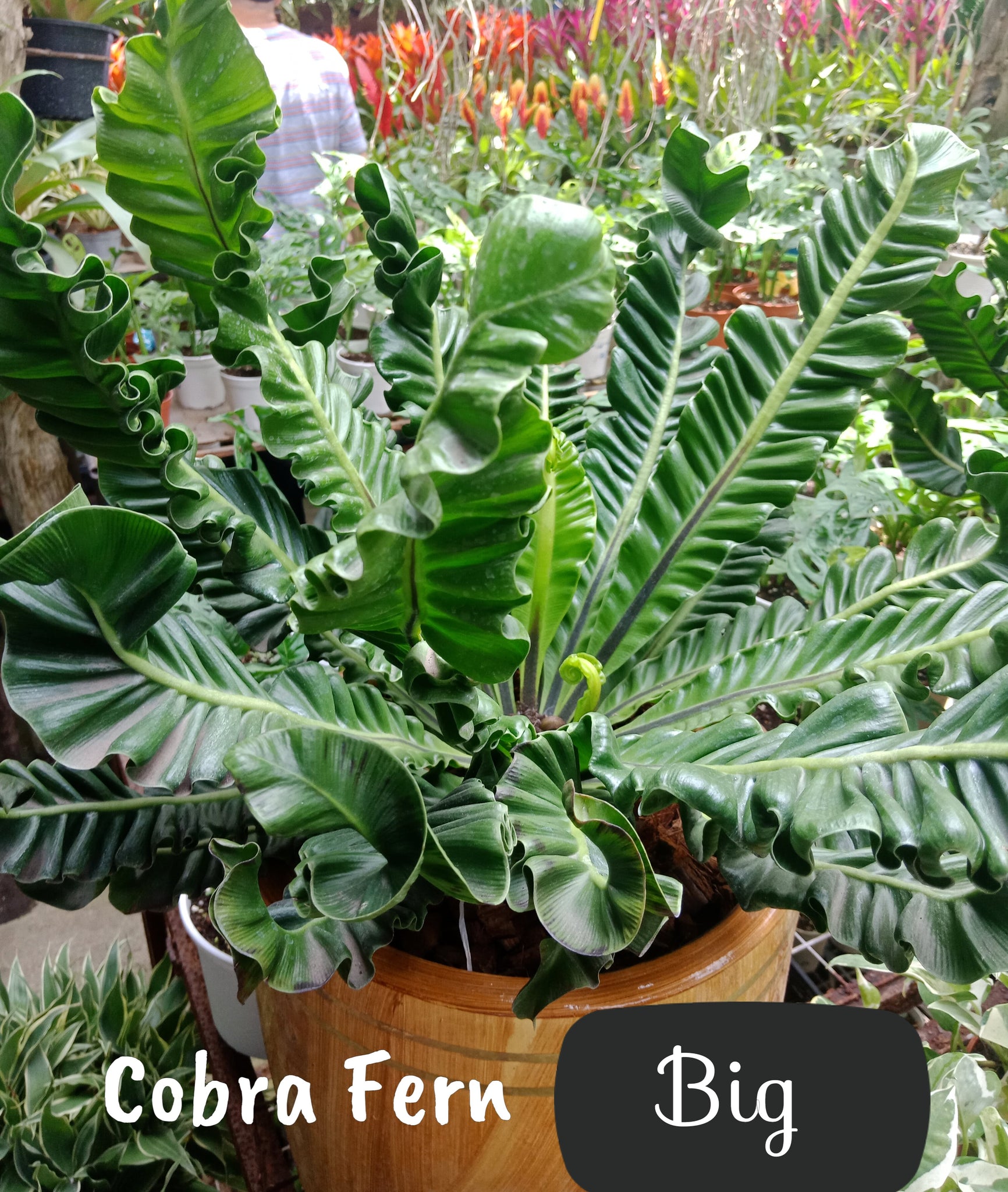 Cobra Fern (big) – Lunti Plant Nursery