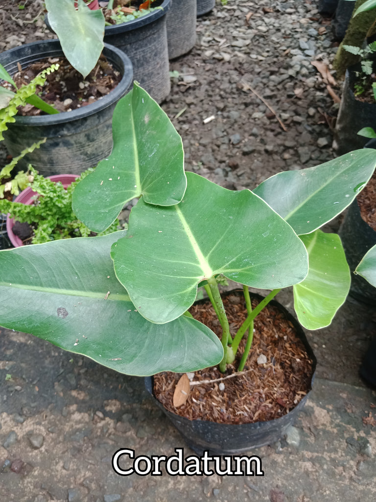 Cordatum – Lunti Plant Nursery