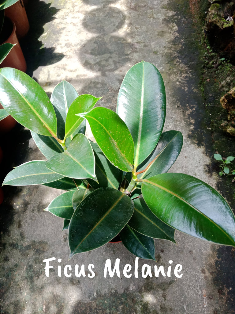 Ficus Melanie – Lunti Plant Nursery