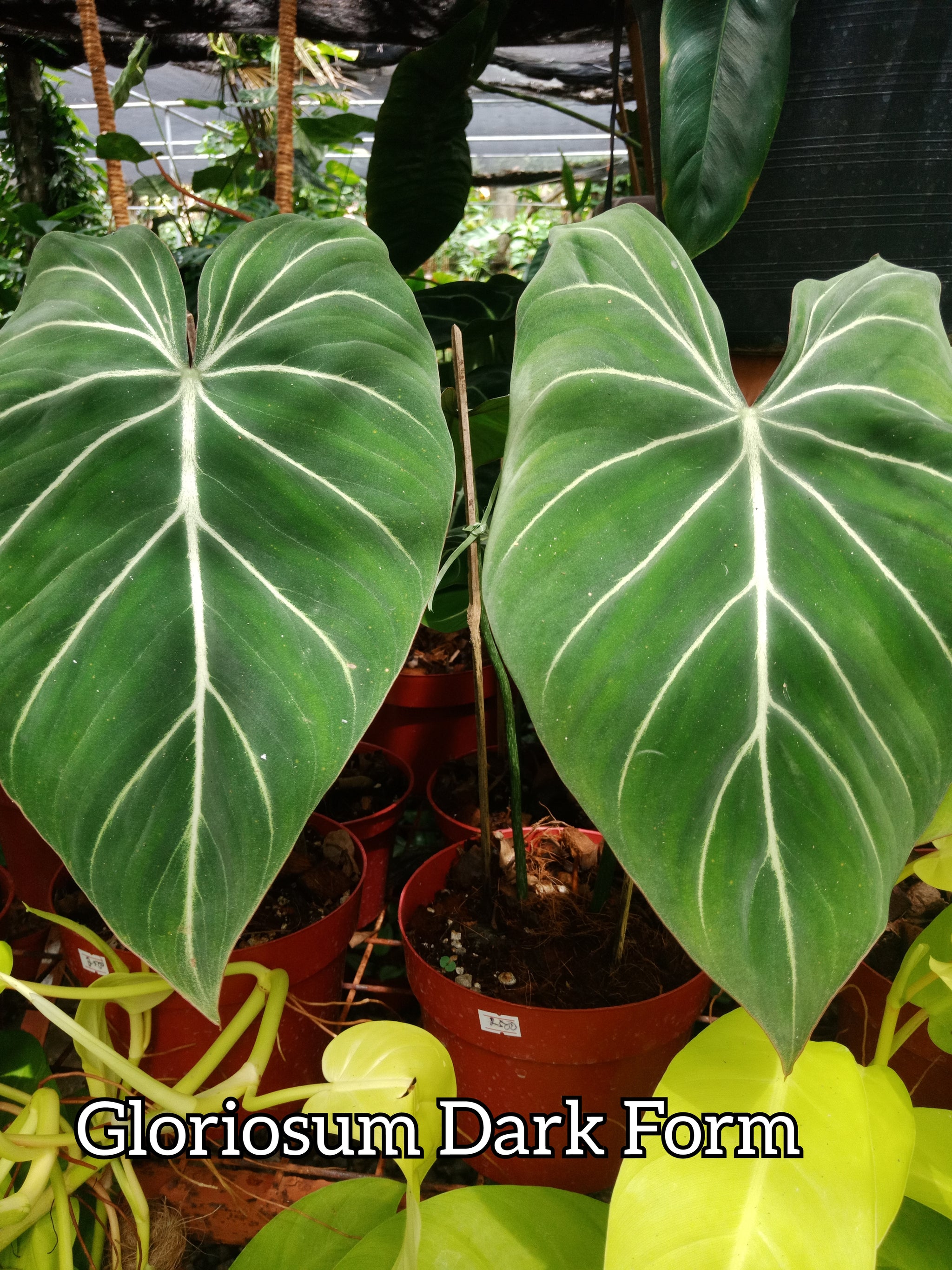 Gloriosum Dark Form – Lunti Plant Nursery