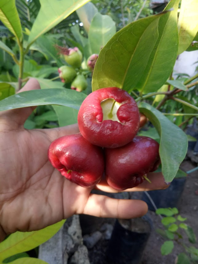 Macopa (Maroon, Grafted Seedling) – Lunti Plant Nursery