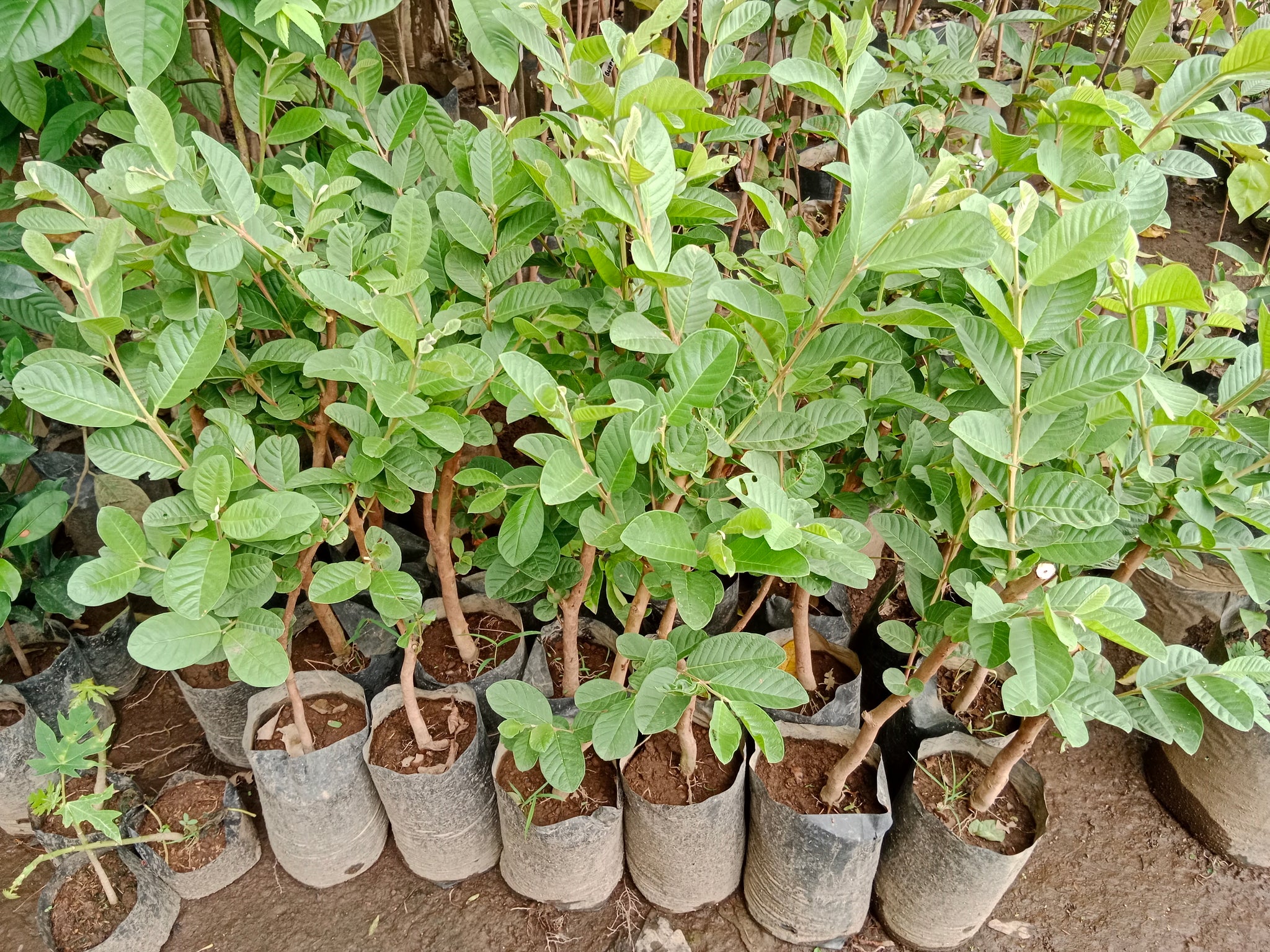 Guapple (Apple Guava) – Lunti Plant Nursery