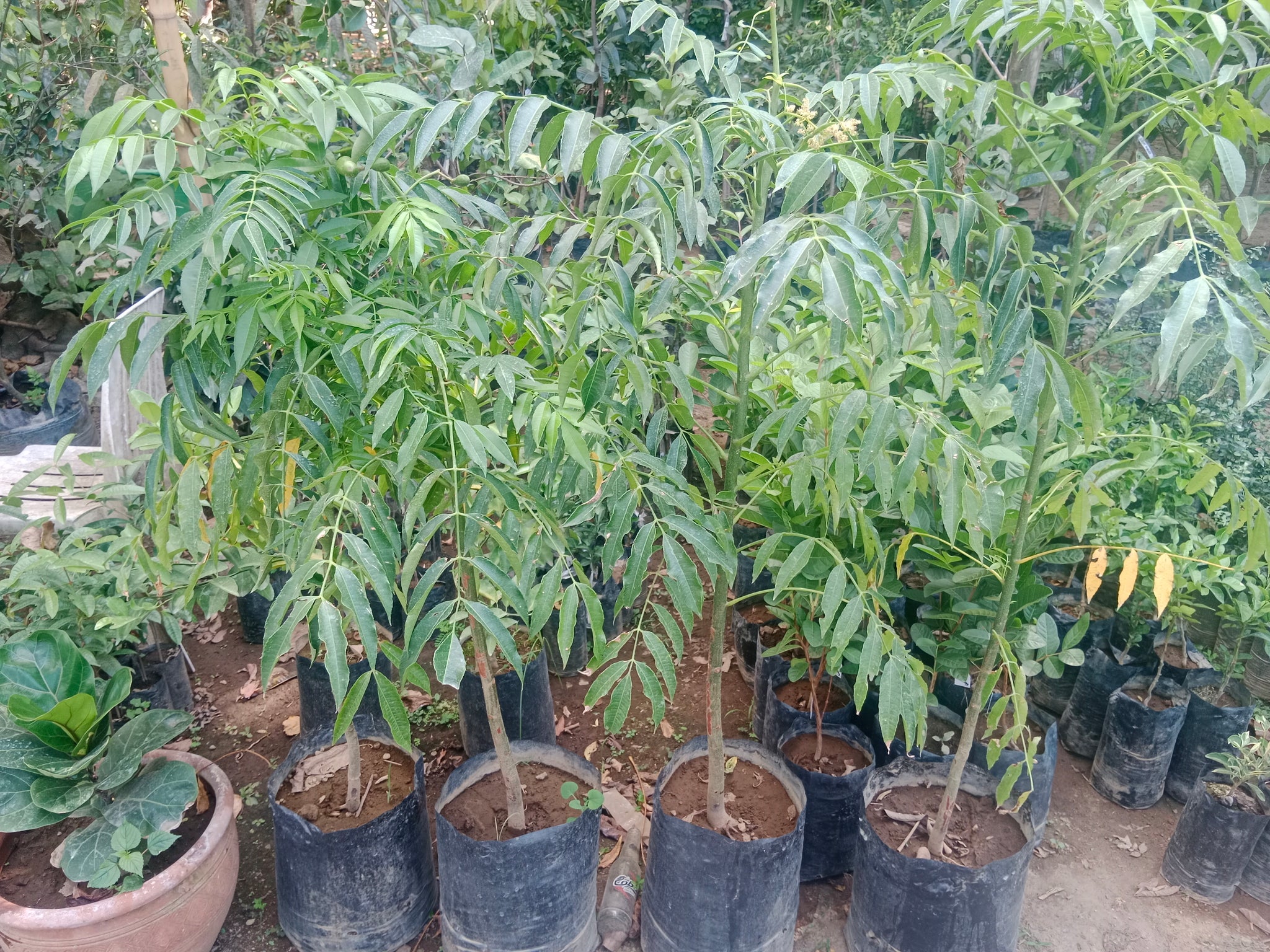 Manguelas / June Plum – Lunti Plant Nursery