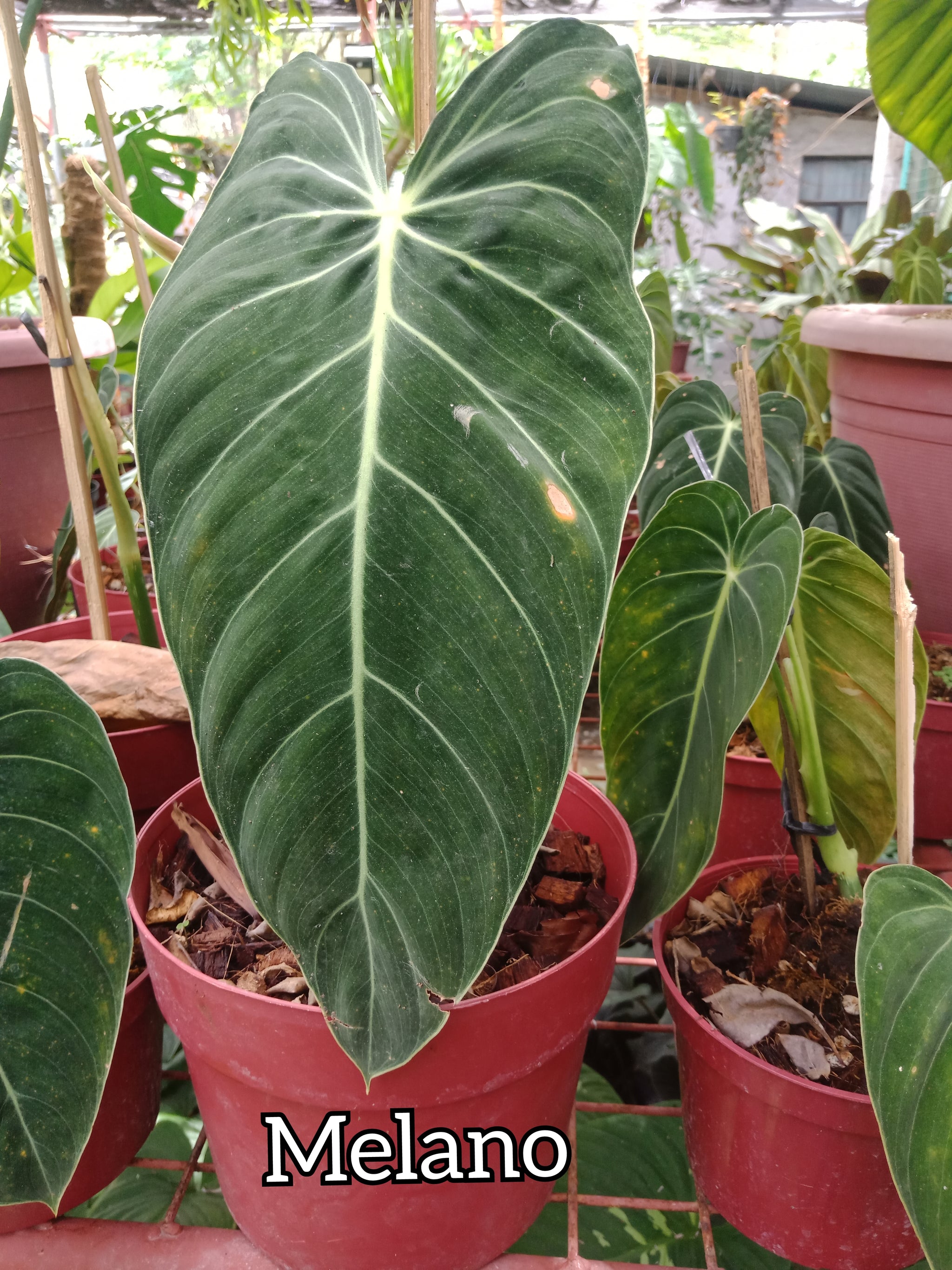 Melano – Lunti Plant Nursery