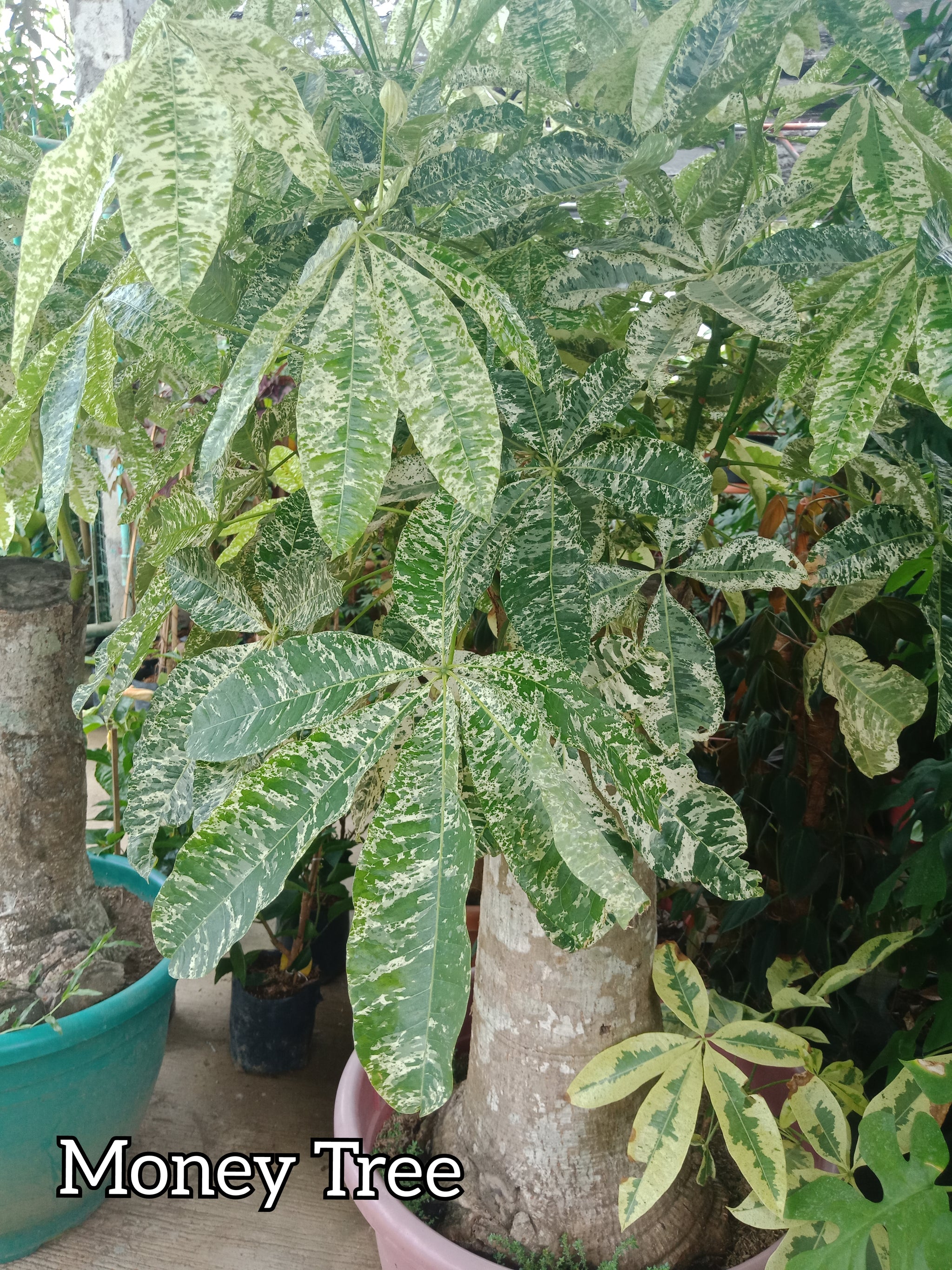 Money Tree – Lunti Plant Nursery