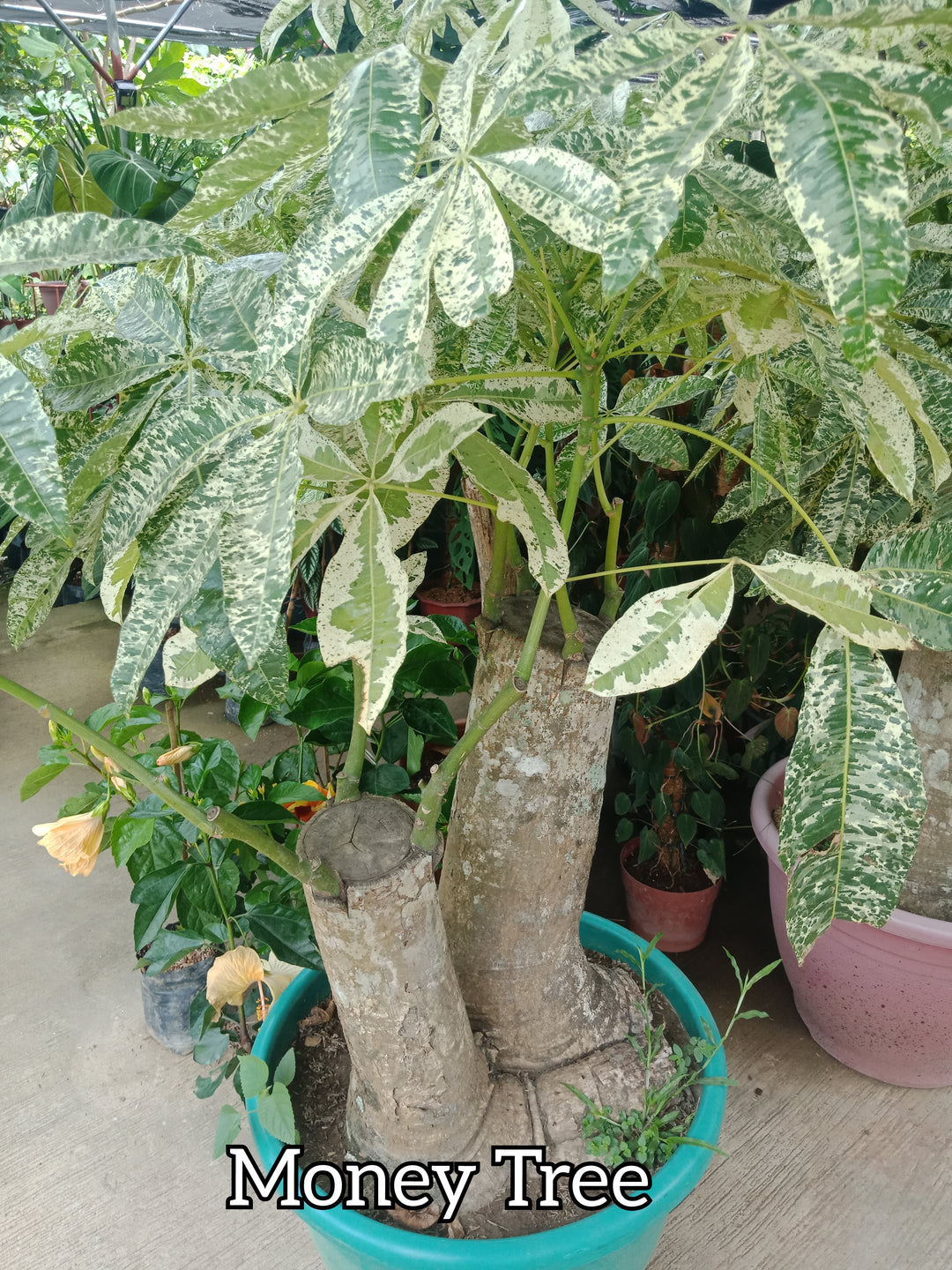 Money Tree – Lunti Plant Nursery