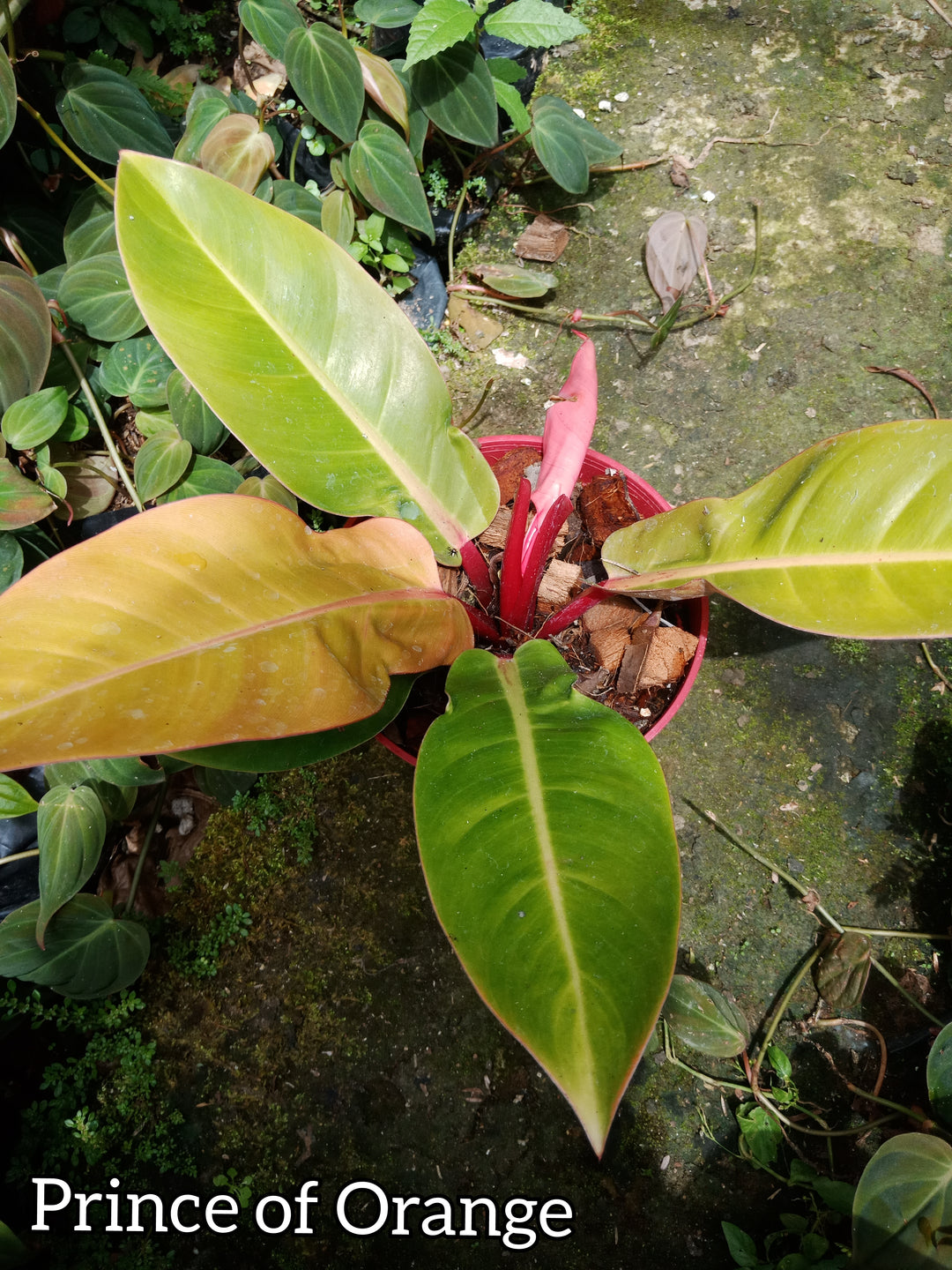 Prince of Orange – Lunti Plant Nursery