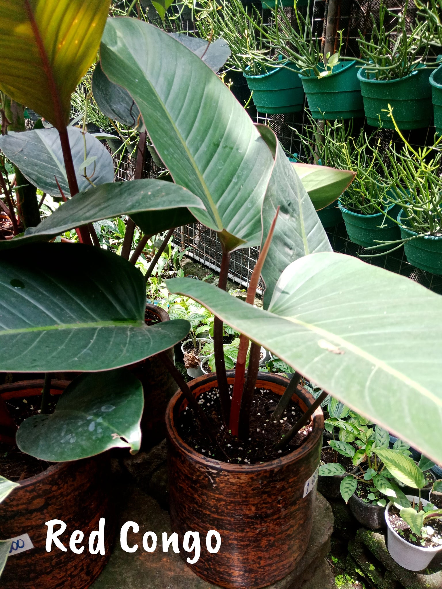 Red Congo – Lunti Plant Nursery