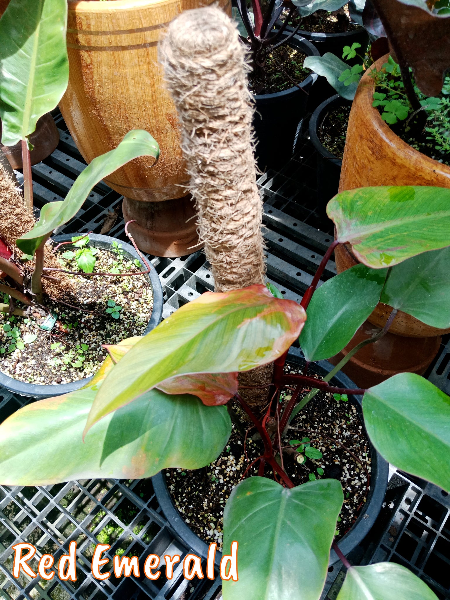 Red Emerald – Lunti Plant Nursery