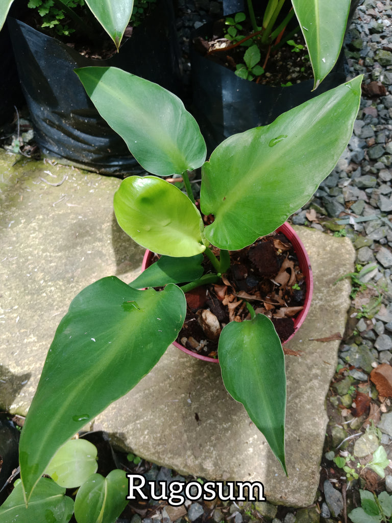 Rugosum – Lunti Plant Nursery