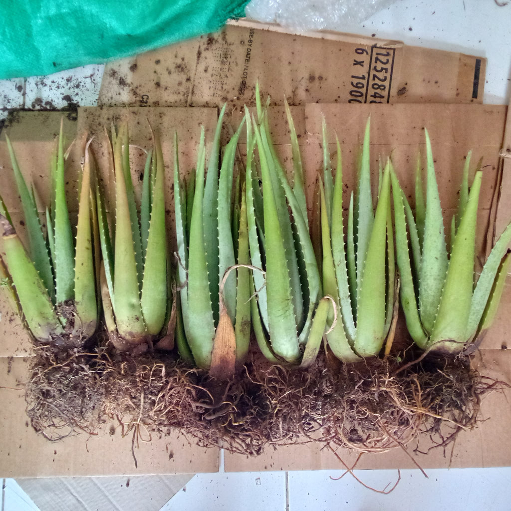 Aloe Barbadensis / Giant Aloevera – Lunti Plant Nursery