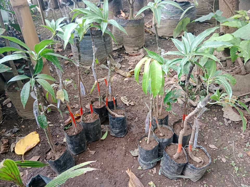 Falan Mango Doublerootstock Grafted ~3ft – Lunti Plant Nursery