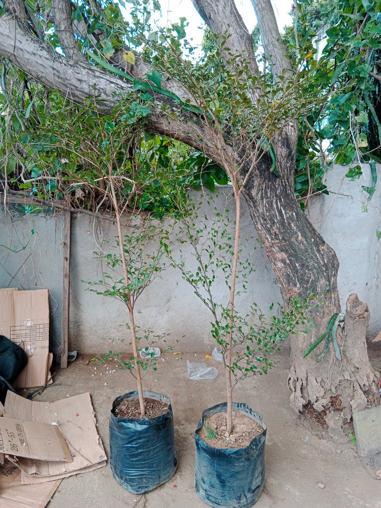 African Talisay seedling – Lunti Plant Nursery