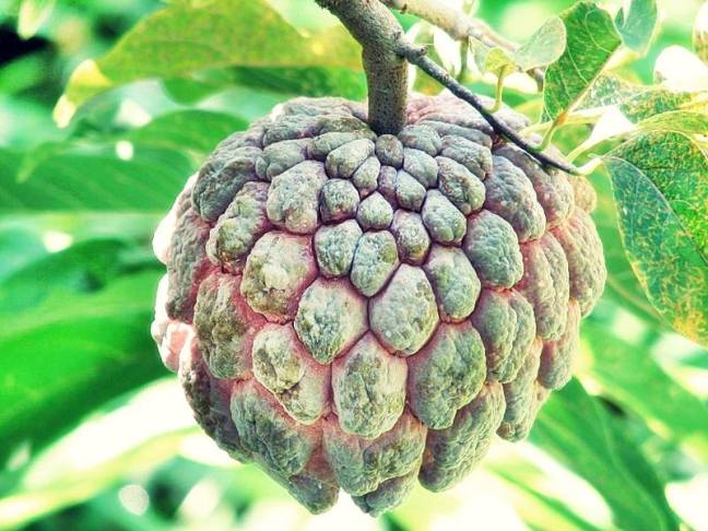 Seedless Atis – Lunti Plant Nursery