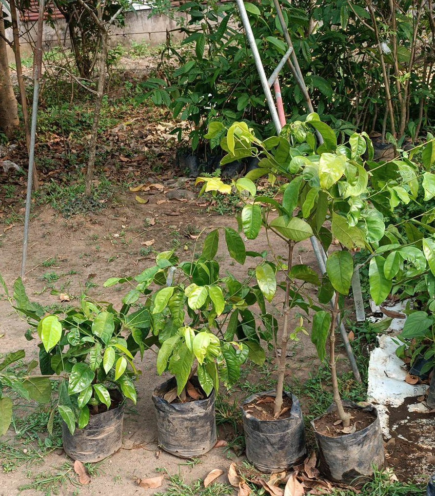Bago Nut / Melinjo (marcotted) – Lunti Plant Nursery