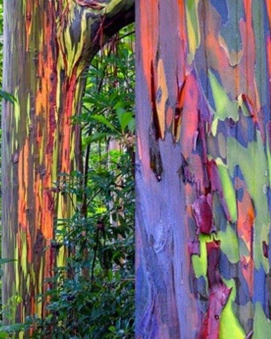 Bagras / Rainbow Tree – Lunti Plant Nursery