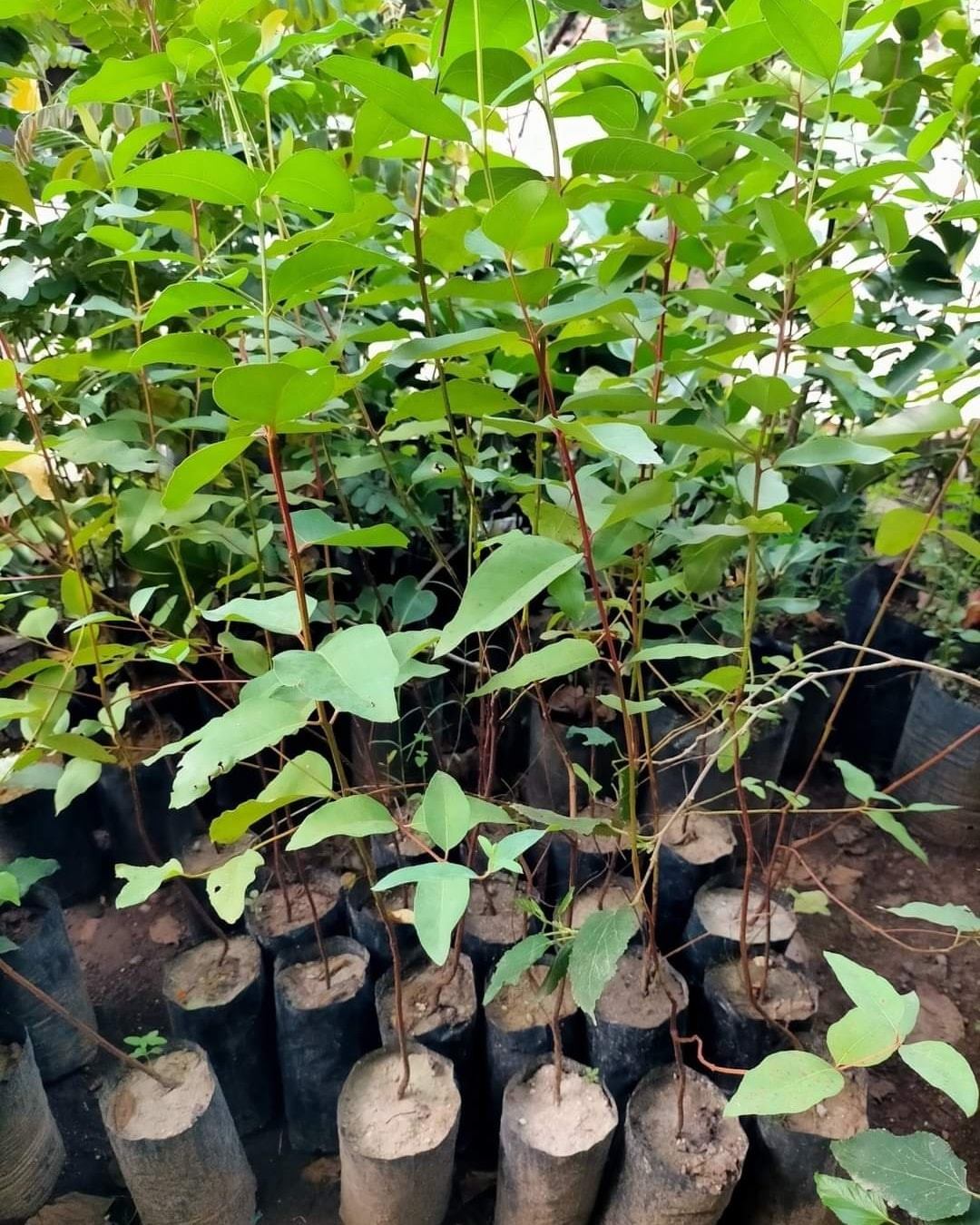 Bagras / Rainbow Tree – Lunti Plant Nursery