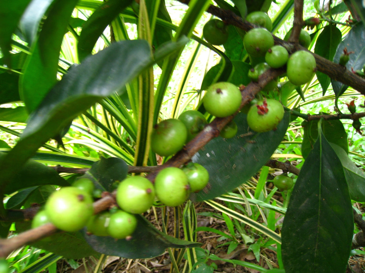 Batuan Seedling – Lunti Plant Nursery