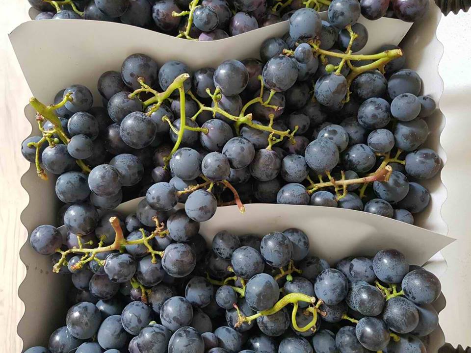 Grapes Seedlings (established from cuttings) – Lunti Plant Nursery
