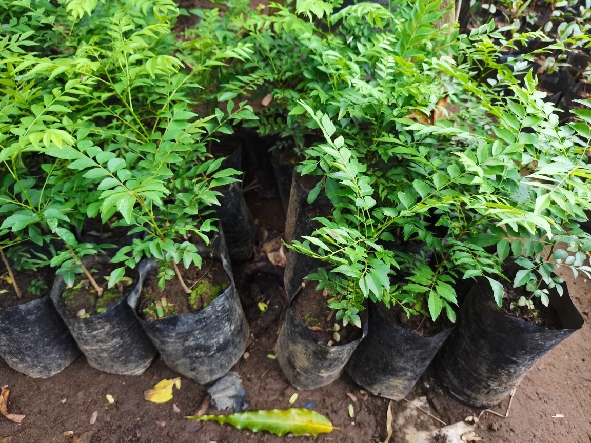 Curry Tree – Lunti Plant Nursery