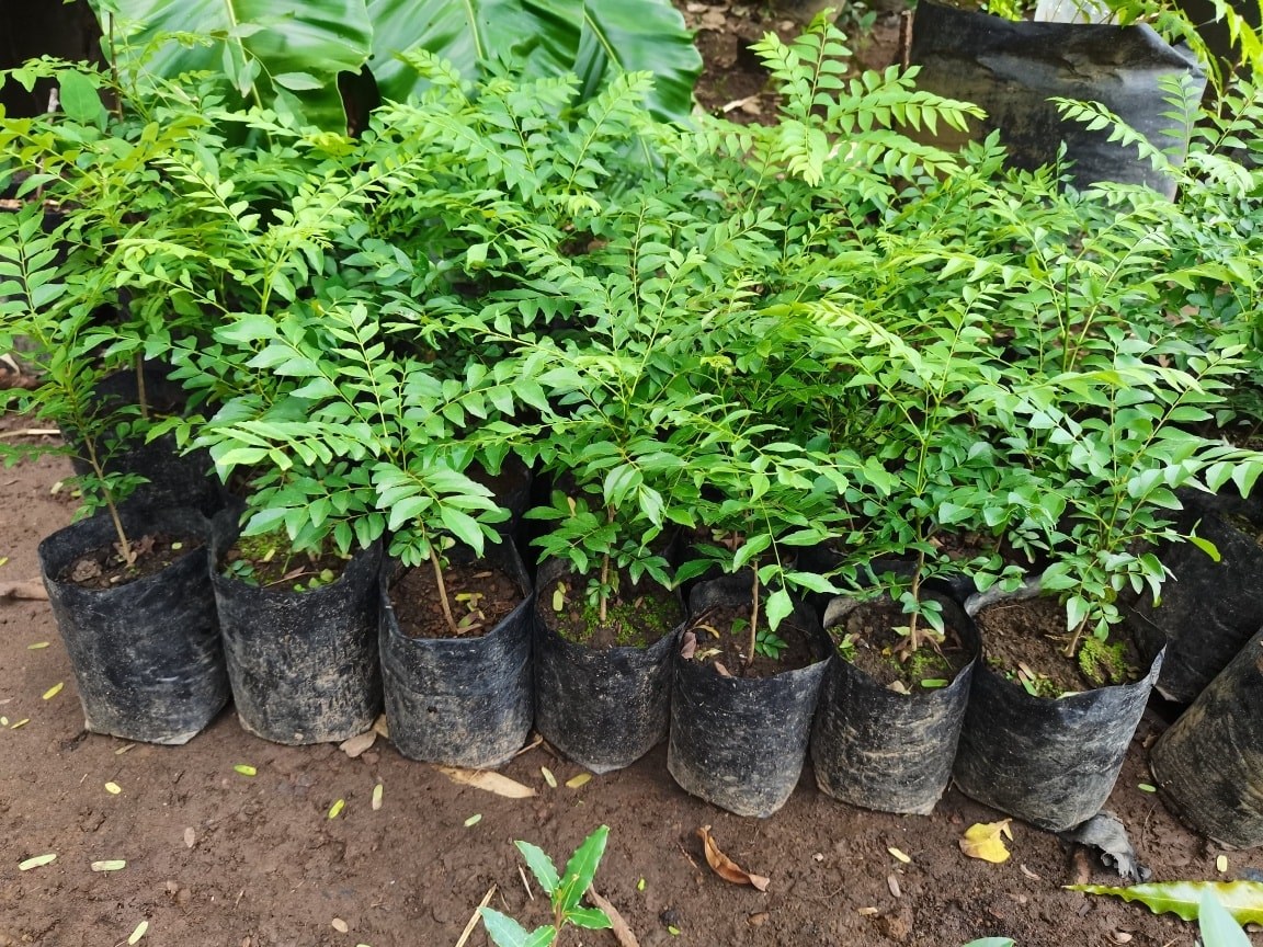 Curry Tree – Lunti Plant Nursery