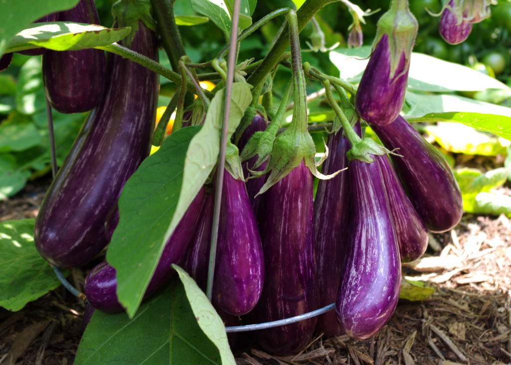 Talong / Eggplant seedlings – Lunti Plant Nursery