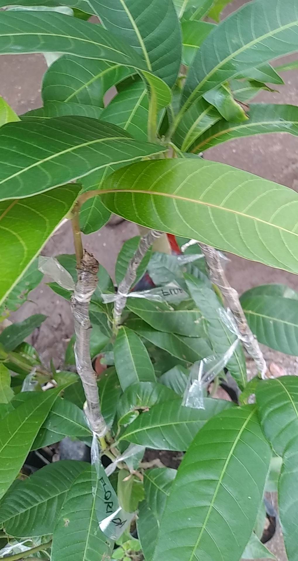 Florida Kiett Mango – Lunti Plant Nursery