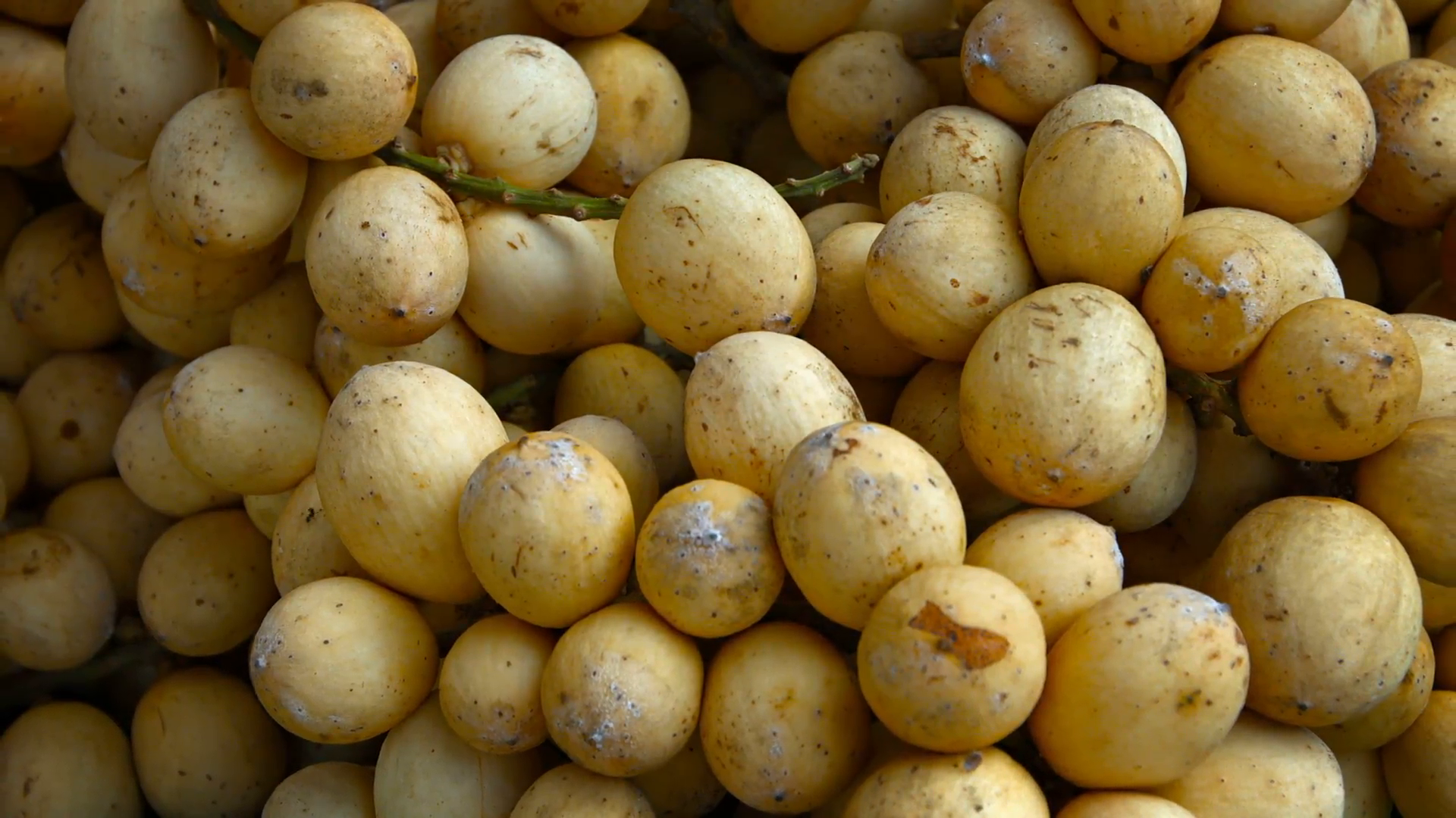 Lanzones (seedless, longkong variety) – Lunti Plant Nursery