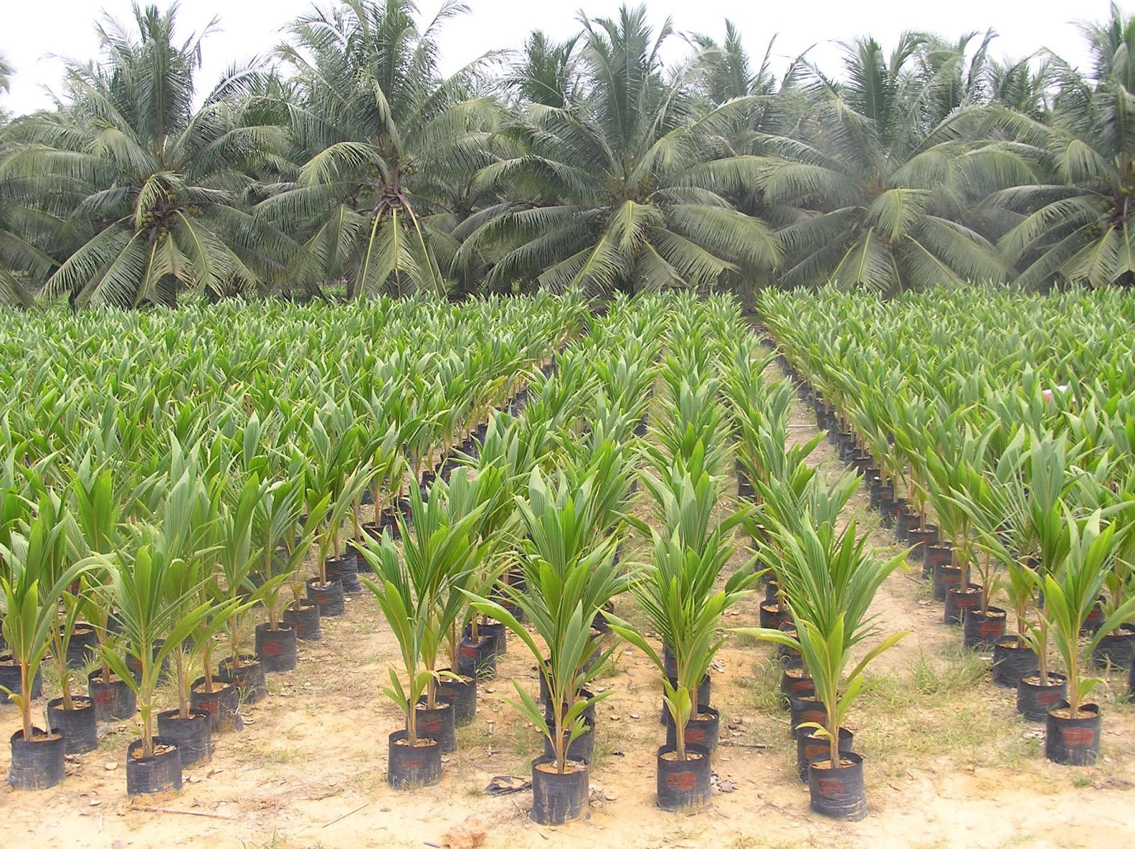 Embryo Cultured Macapuno (Mutant Coconut) – Lunti Plant Nursery