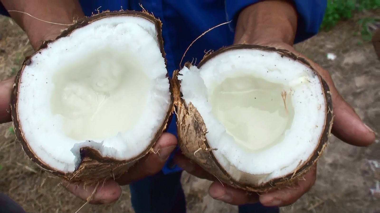Embryo Cultured Macapuno (Mutant Coconut) – Lunti Plant Nursery