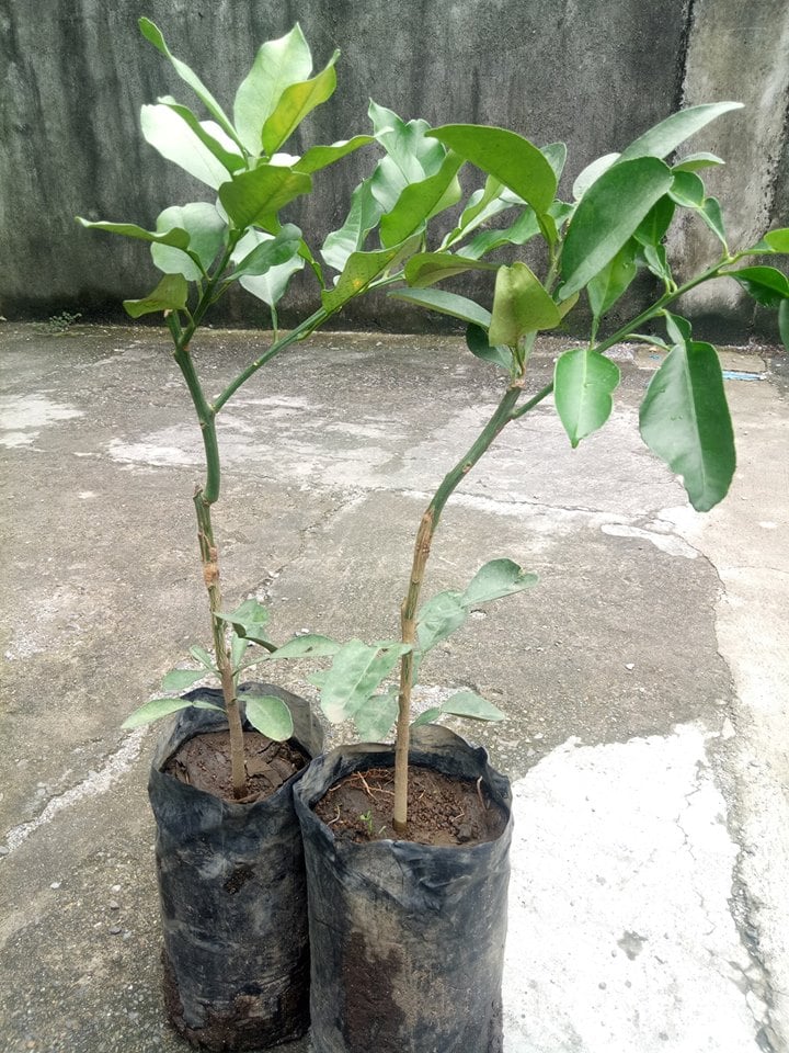 Pomelo Seedling (Budding) – Lunti Plant Nursery