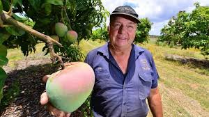 Australian R2E2 Mango – Lunti Plant Nursery