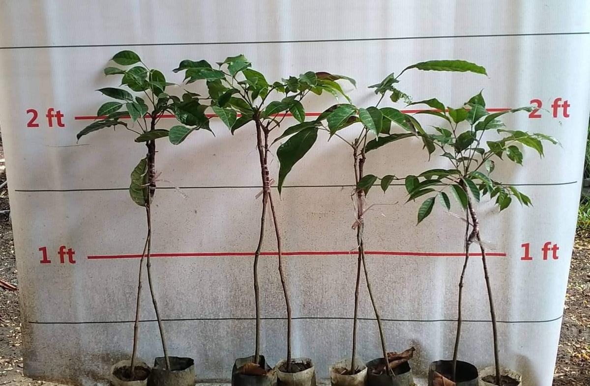 Pili Nut Tree (Double roots) – Lunti Plant Nursery