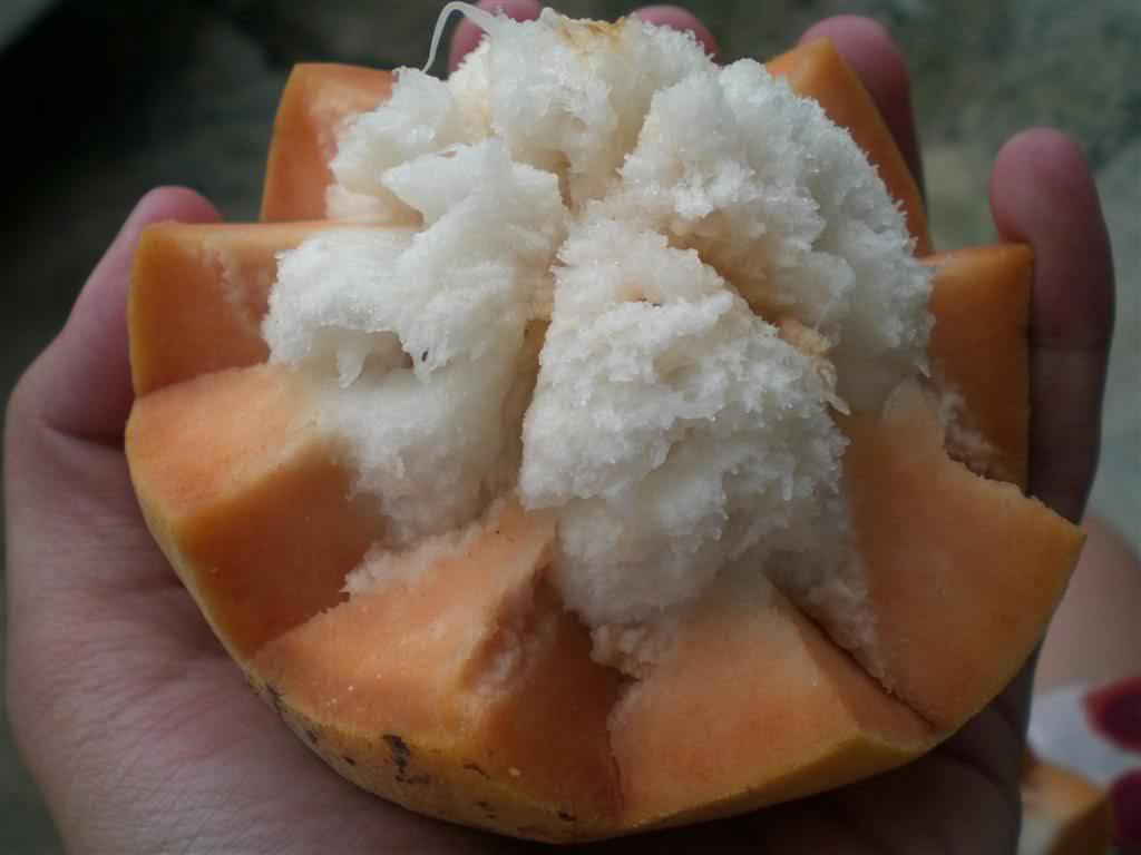 Bangkok Santol Grafted Seedling – Lunti Plant Nursery