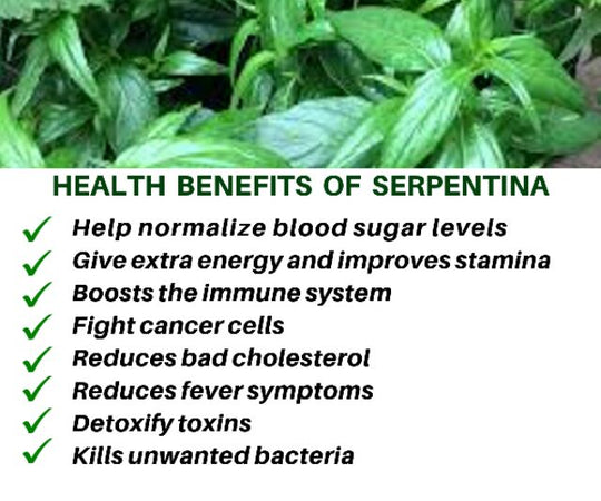Serpentina / Snake Grass – Lunti Plant Nursery