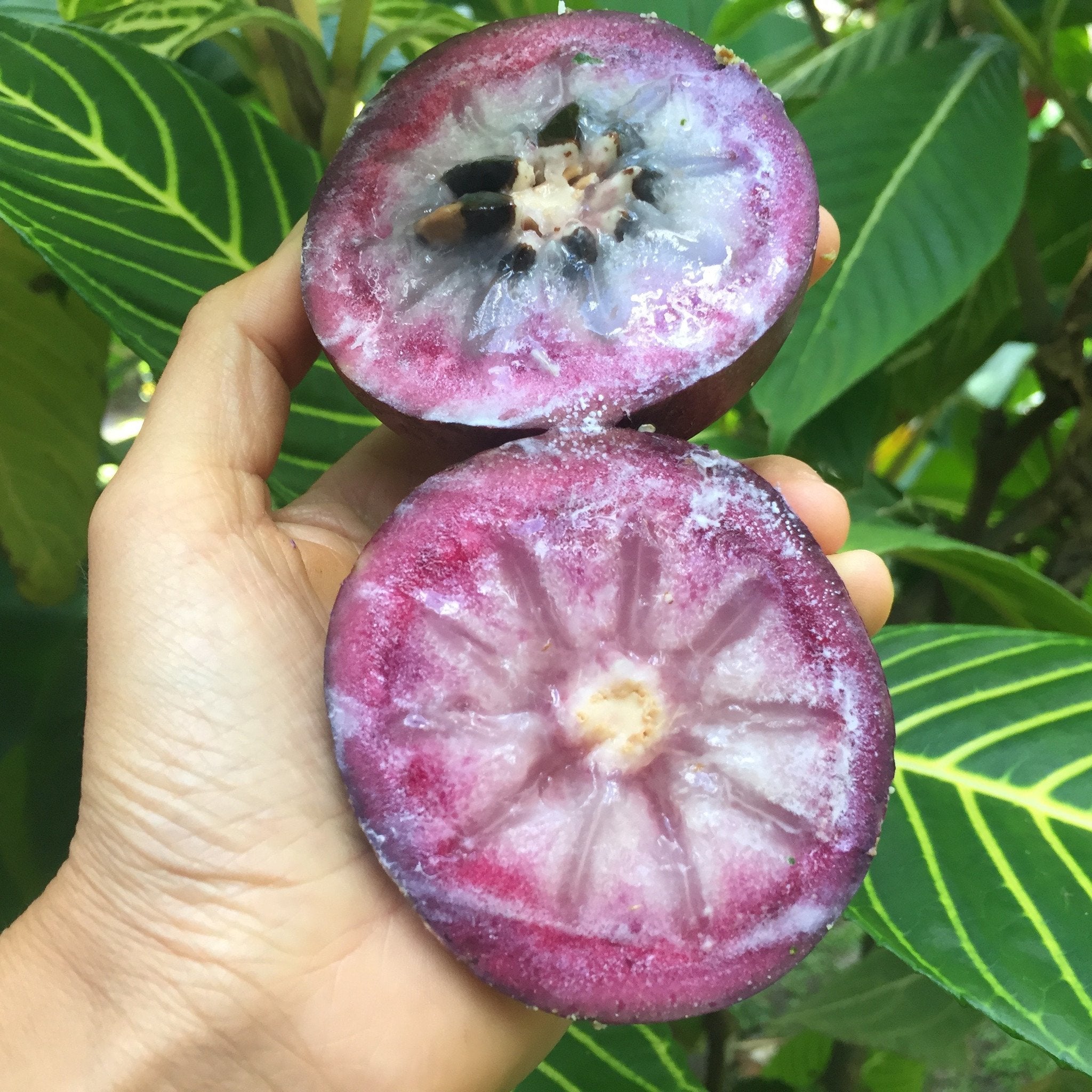 Starapple / Caimito (Morado) grafted – Lunti Plant Nursery