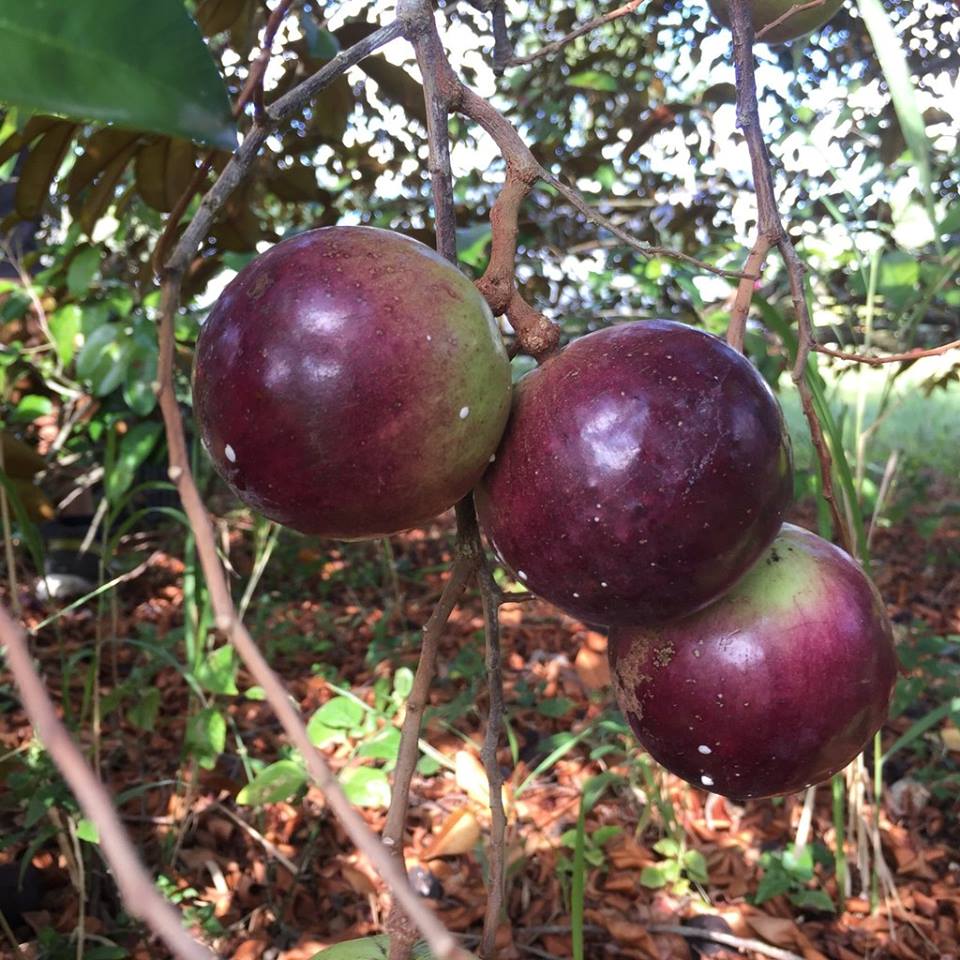 Starapple / Caimito (Morado) grafted – Lunti Plant Nursery