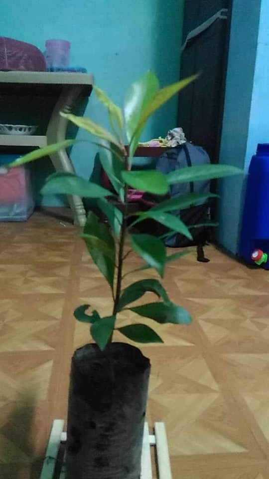 Tagpo / Shoebutton Ardisia – Lunti Plant Nursery