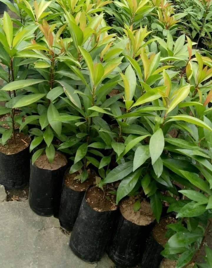 Tagpo / Shoebutton Ardisia – Lunti Plant Nursery