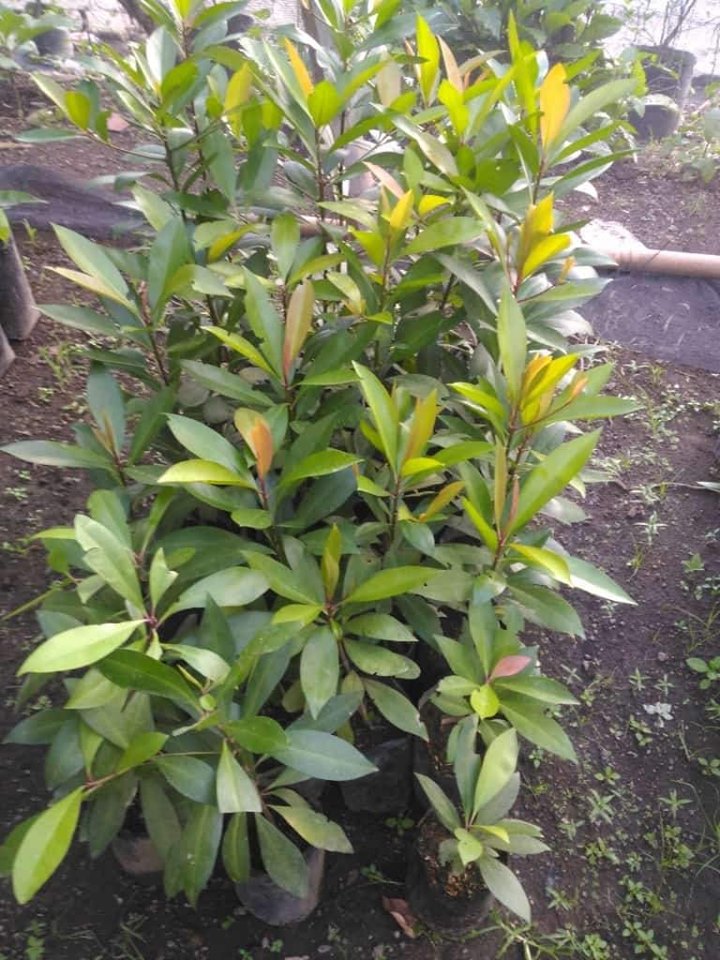 Tagpo / Shoebutton Ardisia – Lunti Plant Nursery